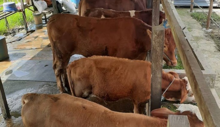 Sapi Asal NTT dan Sulawesi Mulai Masuk ke Balikpapan – Lintas Raya